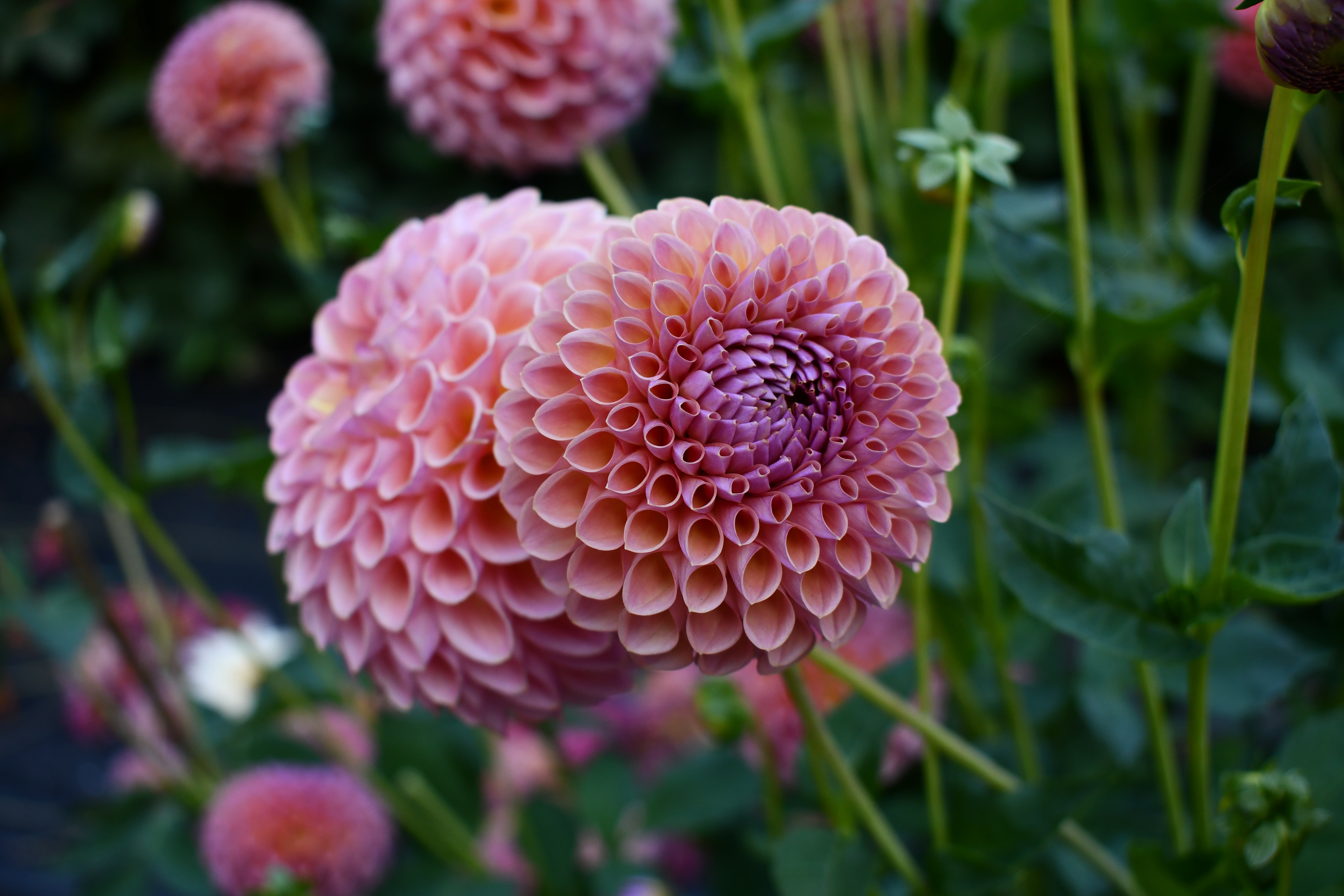 All Dahlias – Sly Hill Flowers