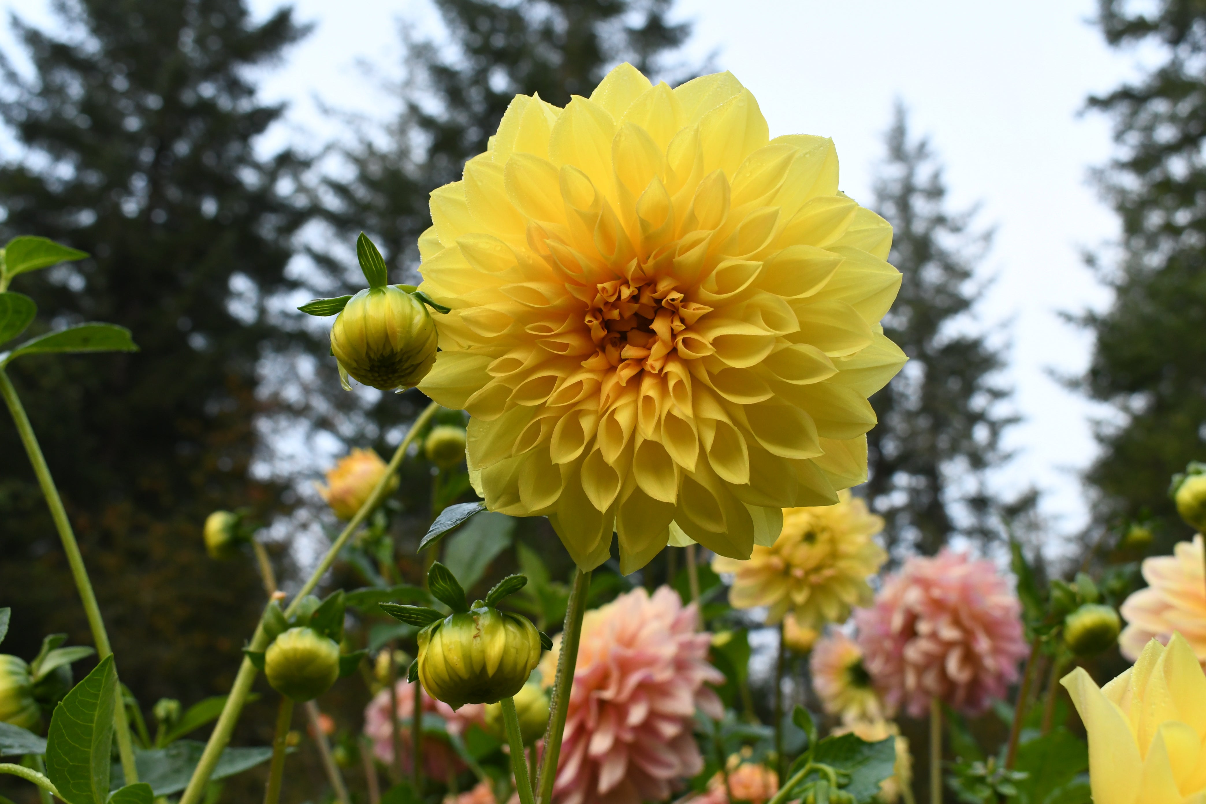 Yellow – Sly Hill Flowers