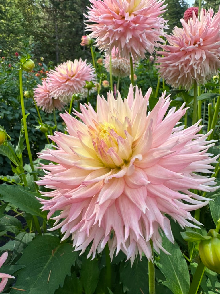Hapet Champagne – Sly Hill Flowers