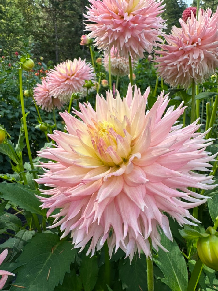 Hapet Champagne – Sly Hill Flowers
