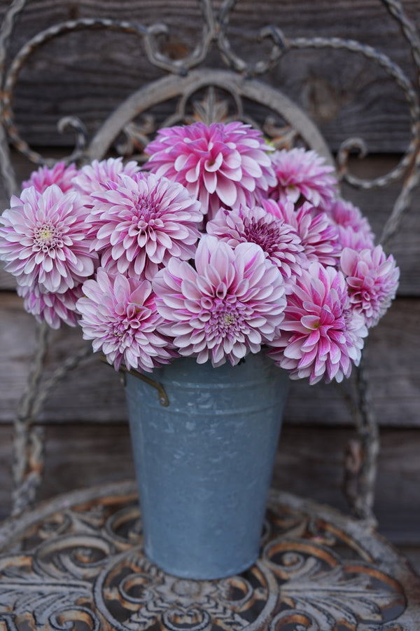 Salish Twilight Girl – Sly Hill Flowers