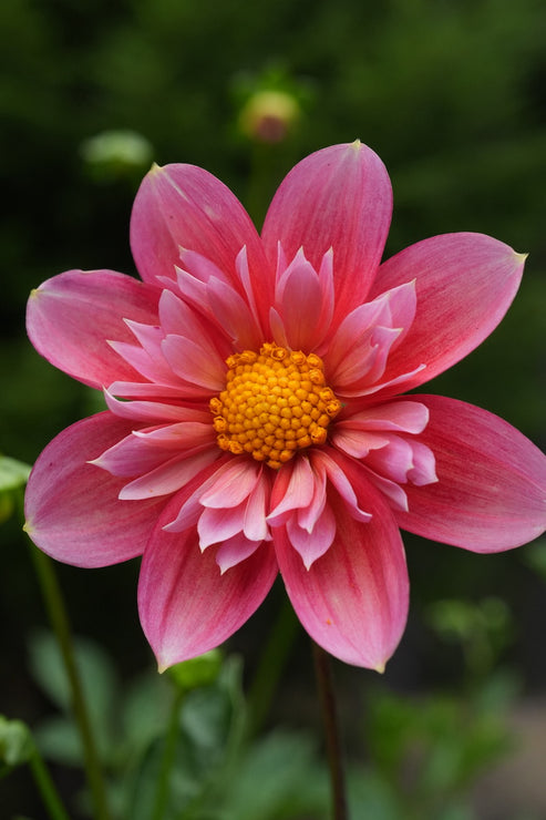 Bloomquist Simple – Sly Hill Flowers
