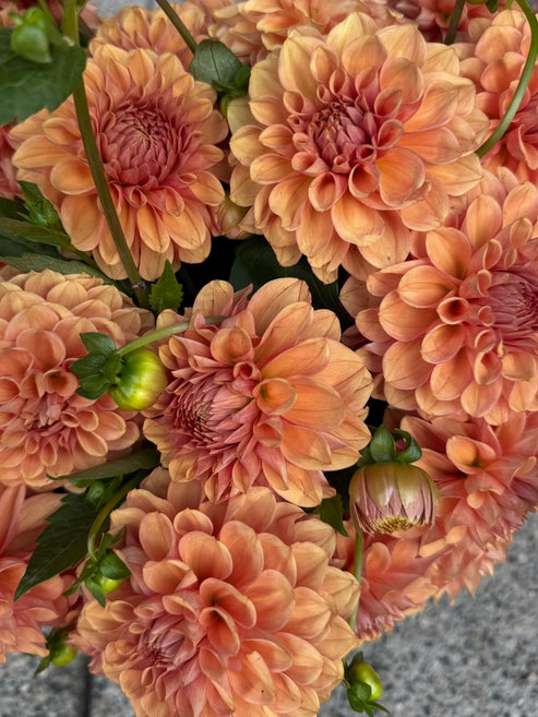 RM Glenny Penny – Sly Hill Flowers