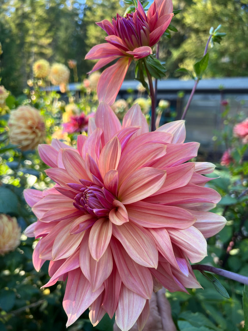 Andy's Legacy – Sly Hill Flowers