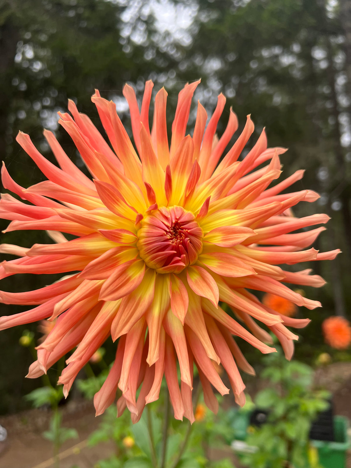 Camano Sitka – Sly Hill Flowers