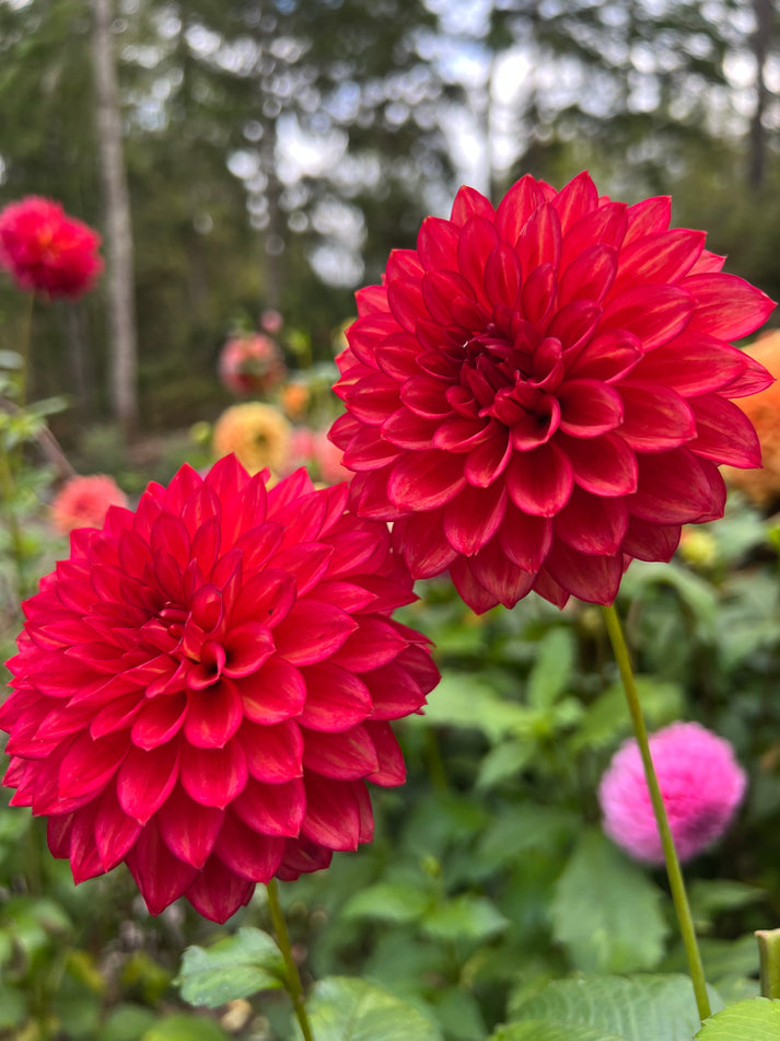 Merlot – Sly Hill Flowers