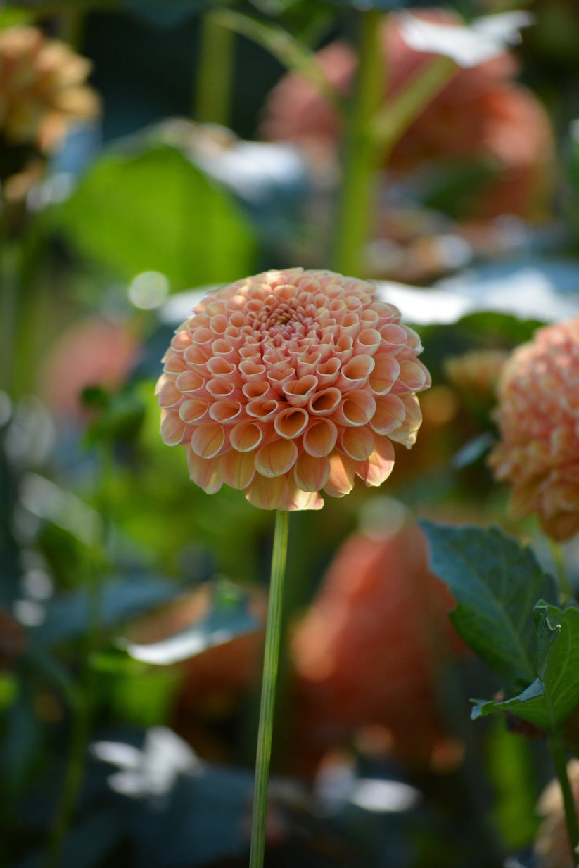 Amber Queen – Sly Hill Flowers