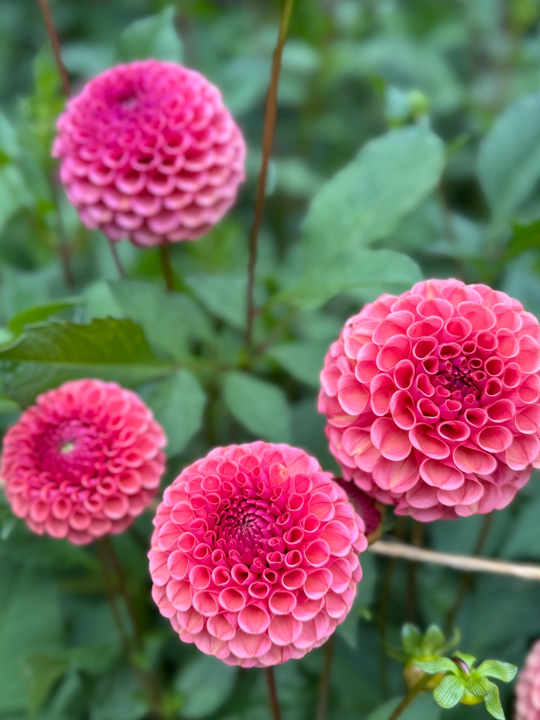Products – Page 4 – Sly Hill Flowers
