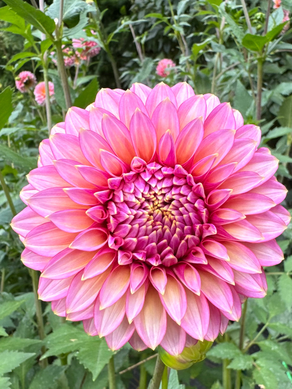 Products – Page 2 – Sly Hill Flowers