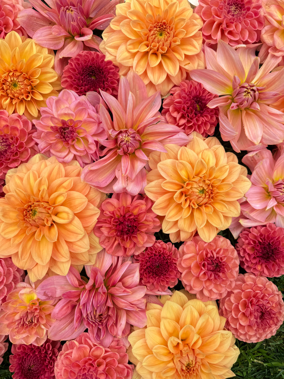 Products – Sly Hill Flowers