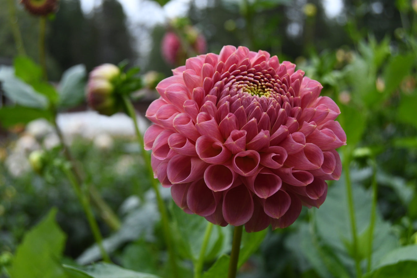 Clearview Peachy – Sly Hill Flowers