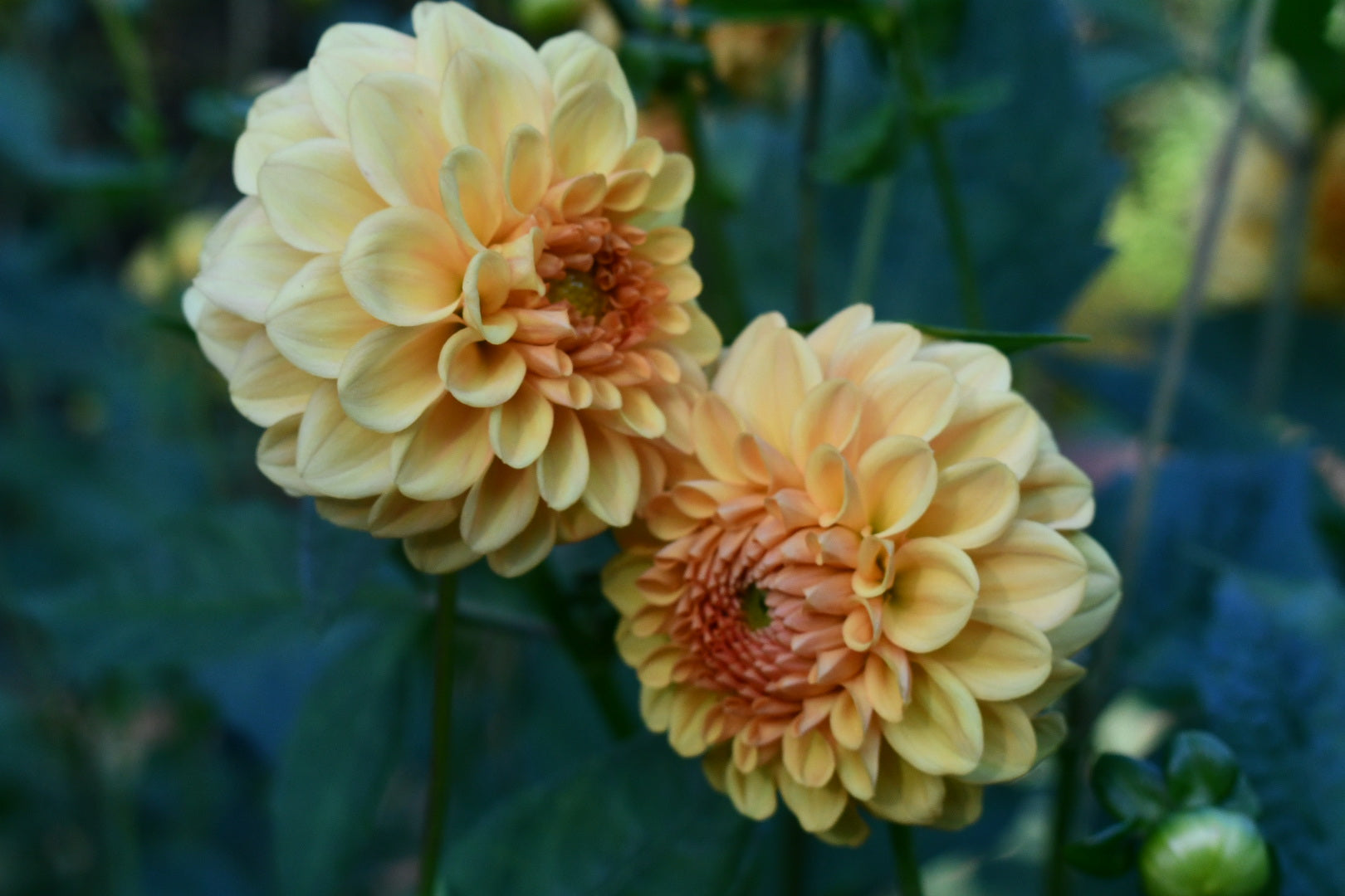 Yellow – Sly Hill Flowers