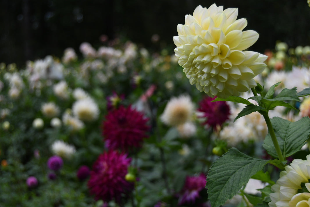 Yellow – Sly Hill Flowers