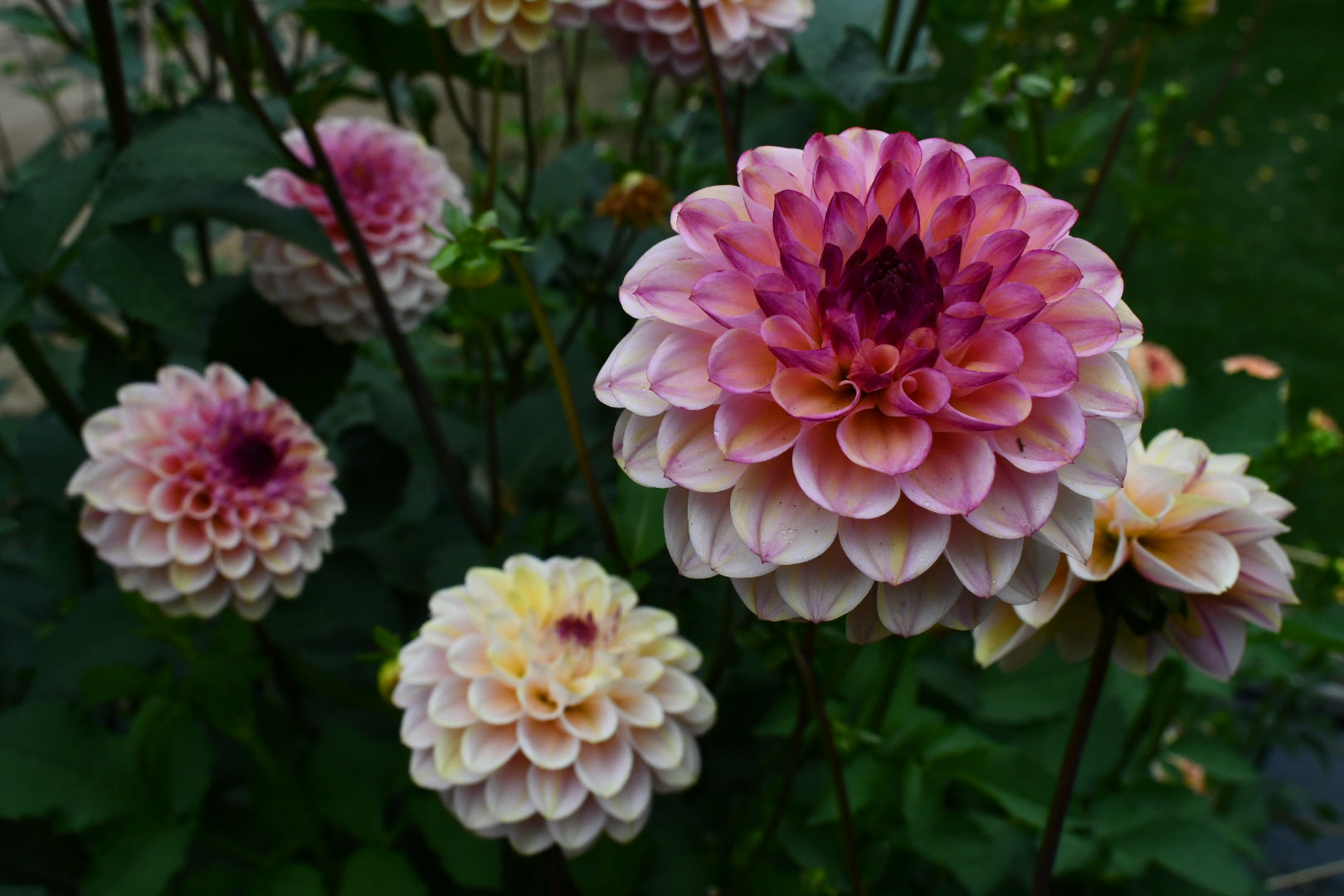 Yellow – Sly Hill Flowers