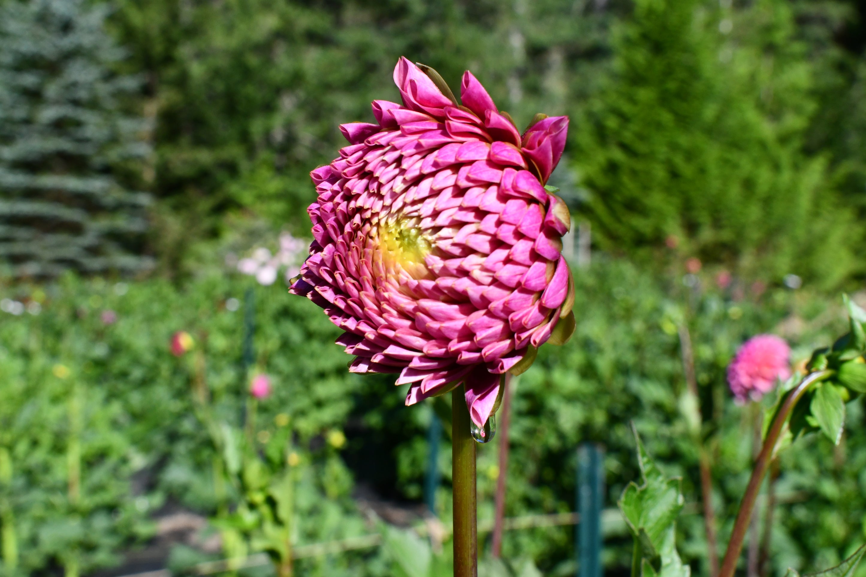 Bracken Rose (US) – Sly Hill Flowers