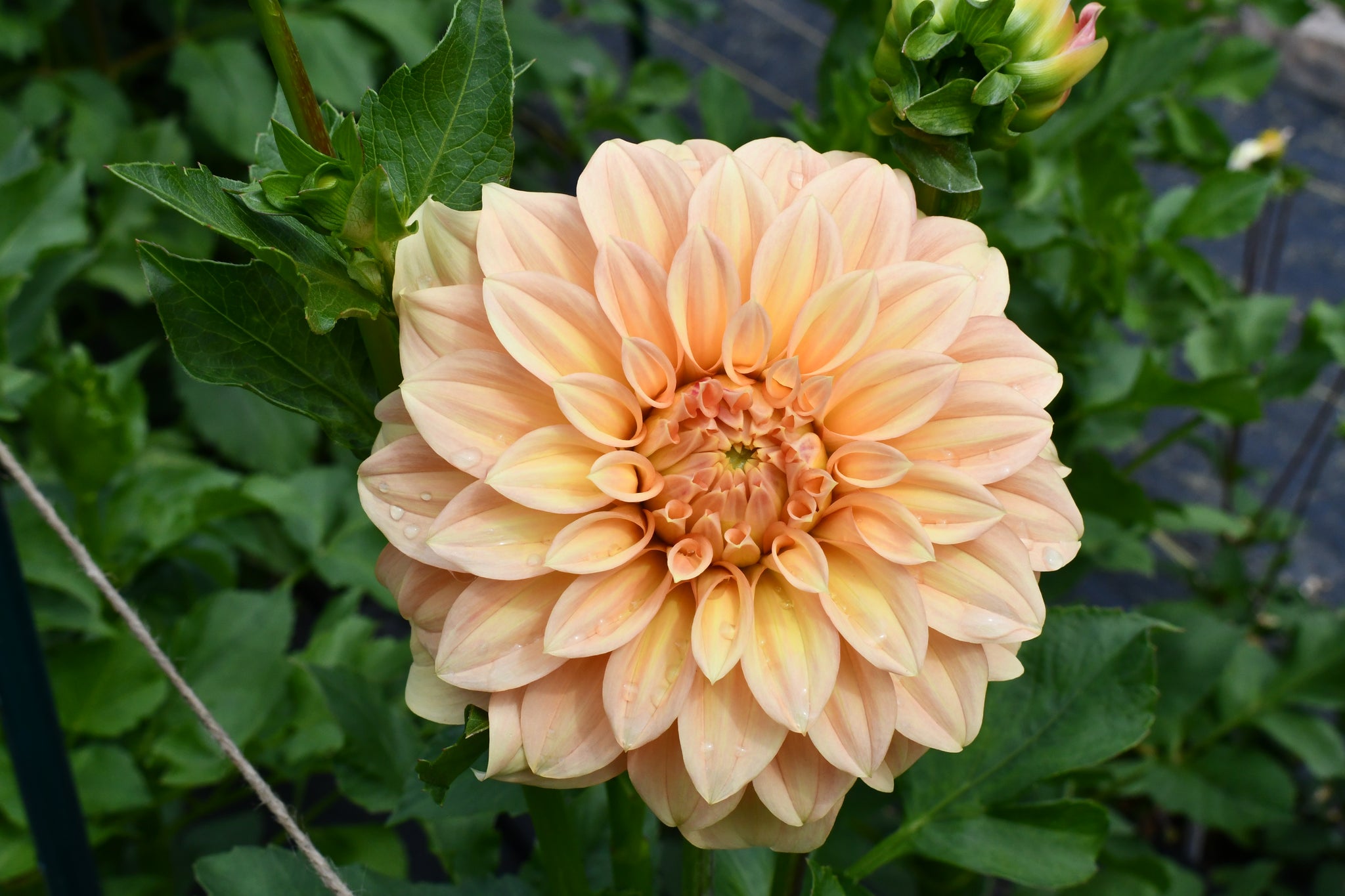 Bracken Palomino – Sly Hill Flowers