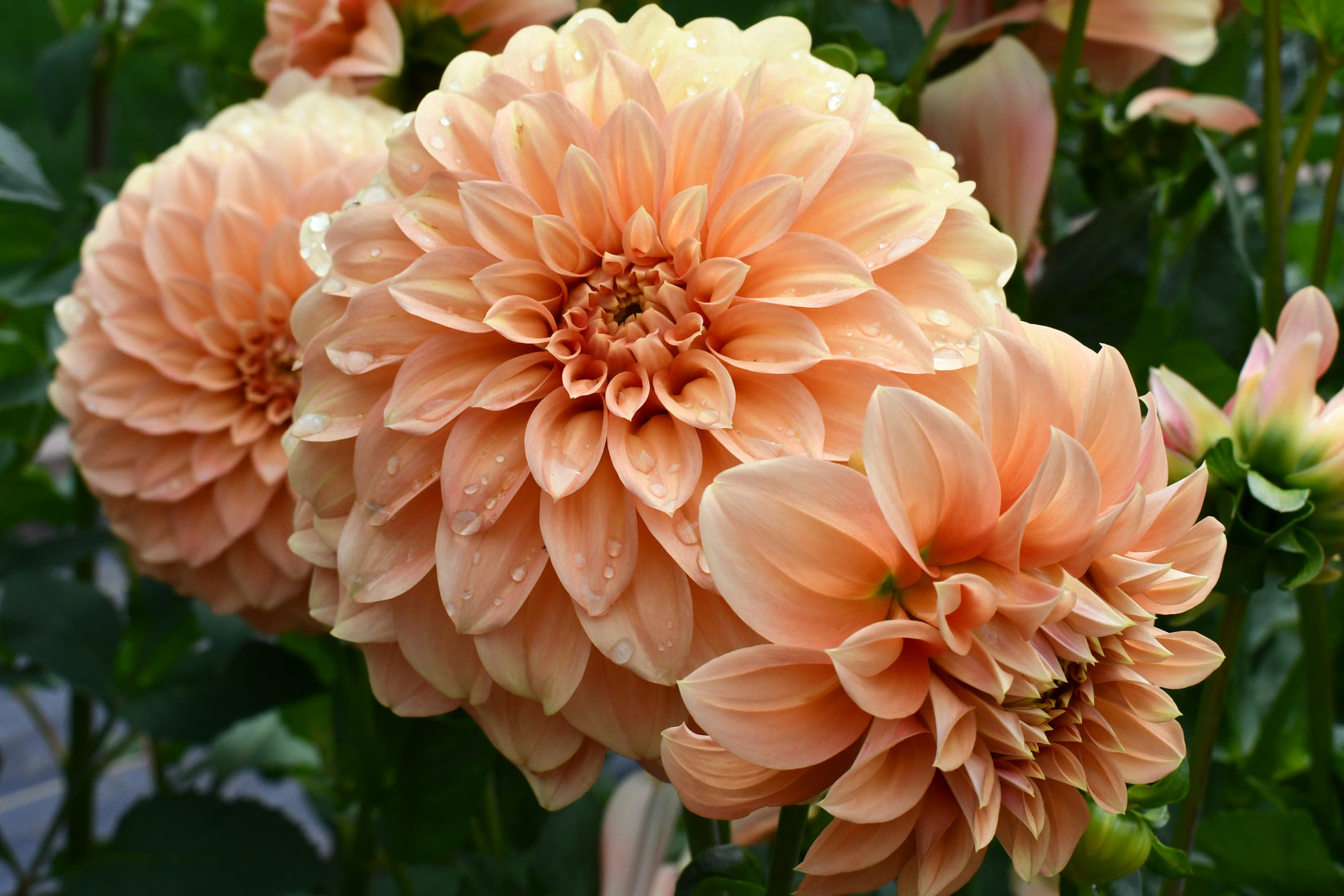 Bracken Palomino – Sly Hill Flowers