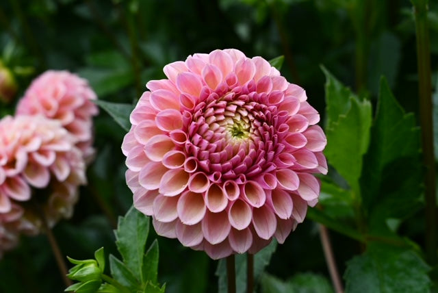 Bracken Rose (US) – Sly Hill Flowers