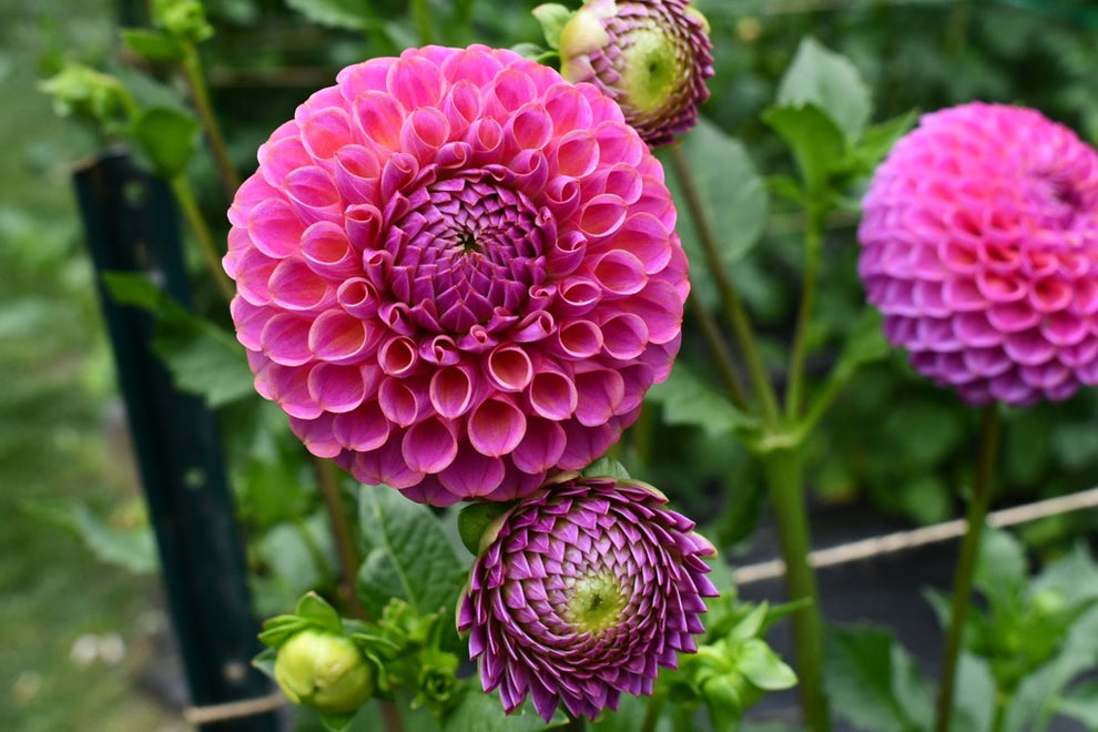 Caitlin's Joy – Sly Hill Flowers