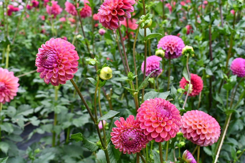 Caitlin's Joy – Sly Hill Flowers