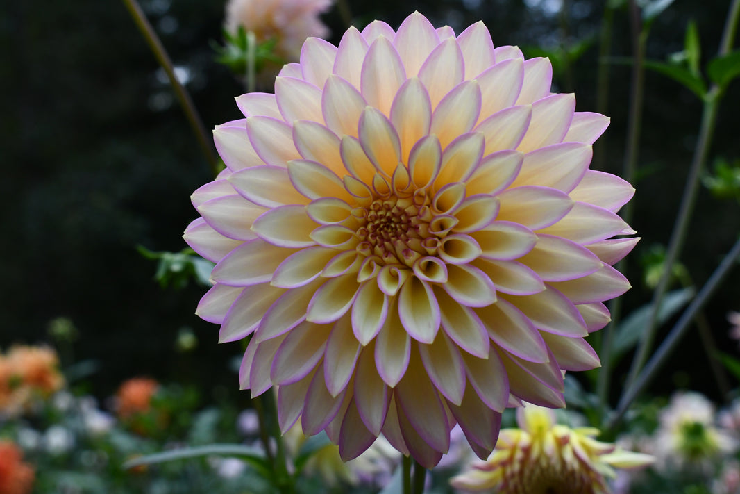 Yellow – Sly Hill Flowers
