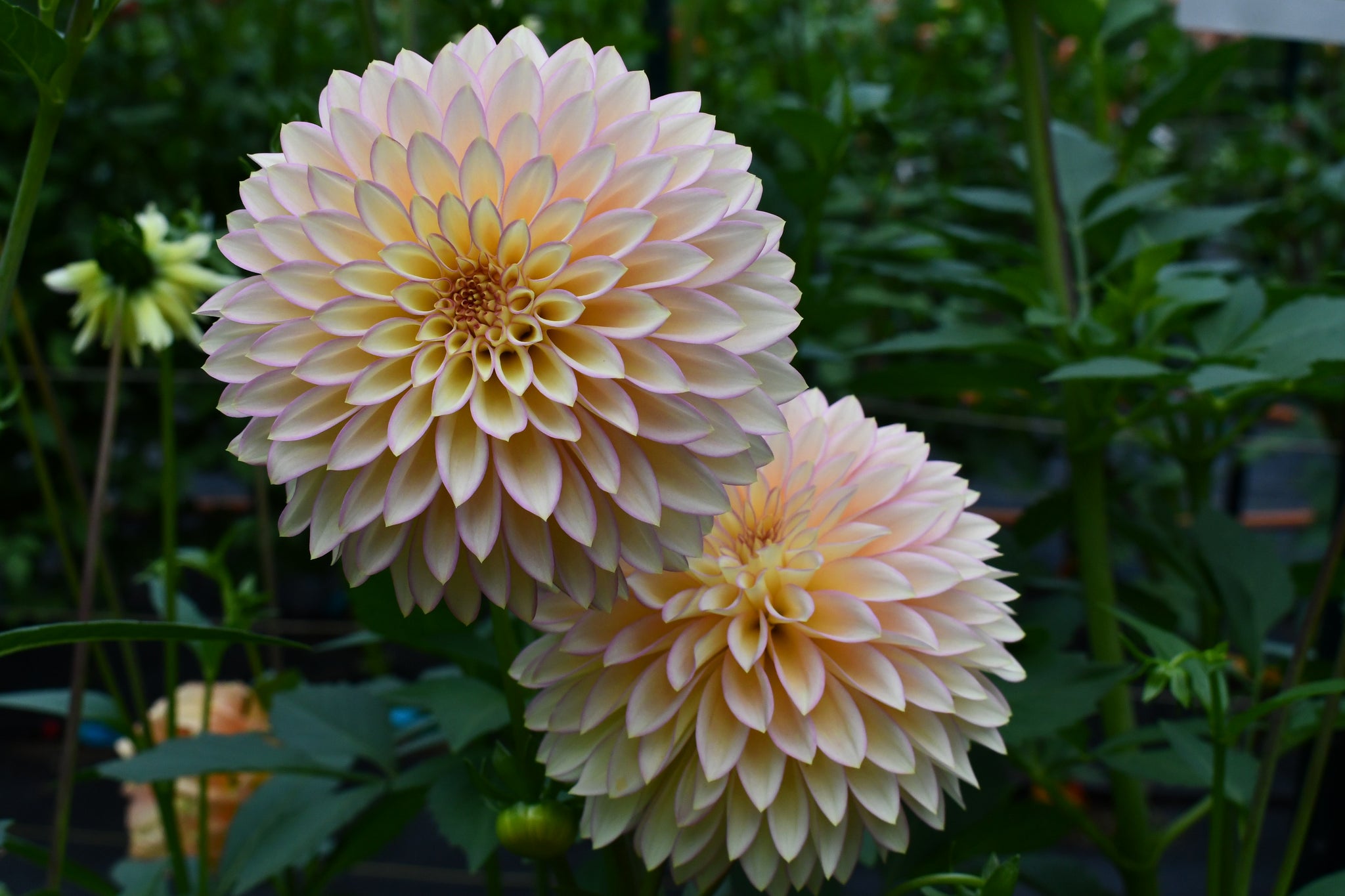 Bloomquist Blush – Sly Hill Flowers