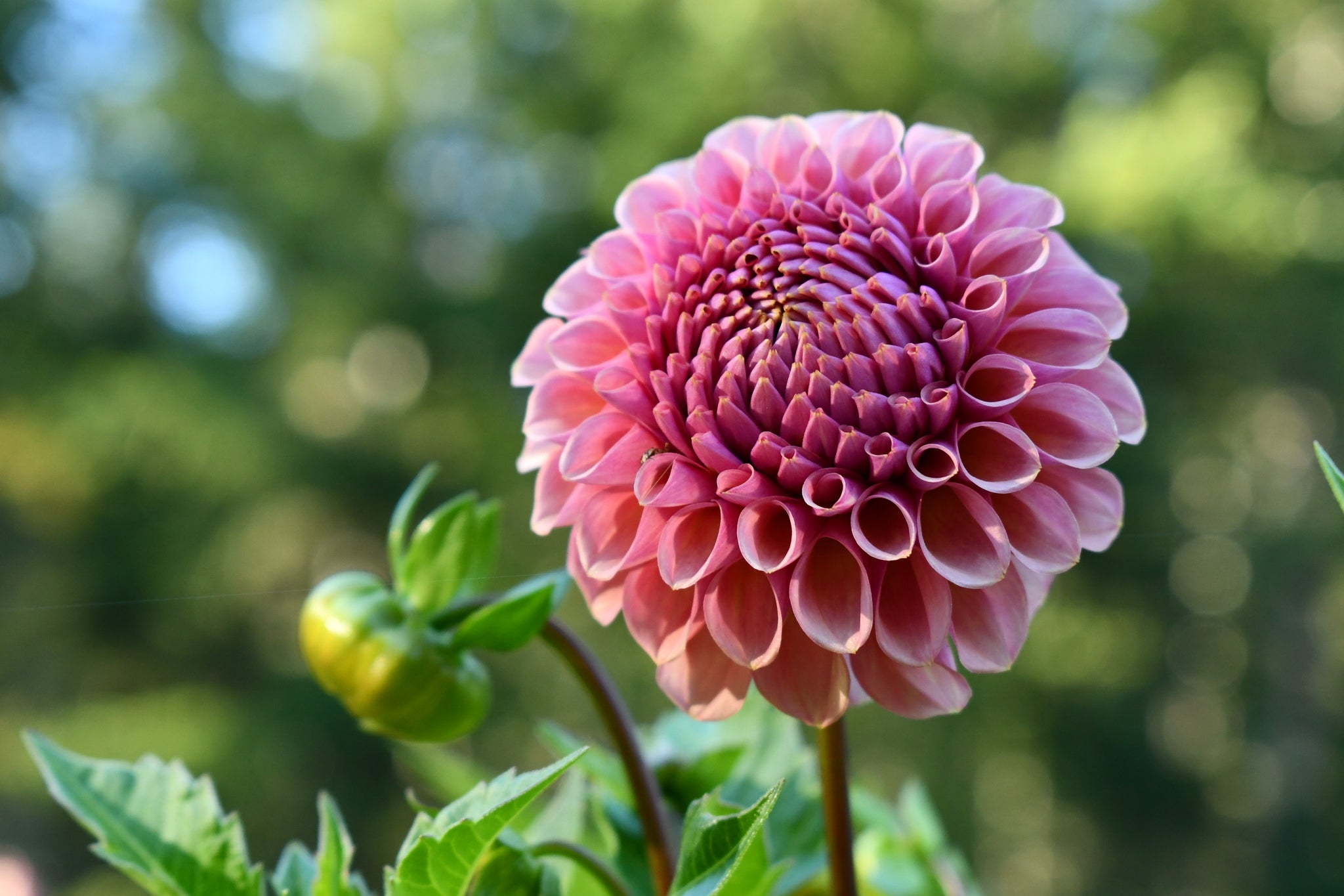 Bracken Rose (US) - LIMIT 3 PER PERSON – Sly Hill Flowers