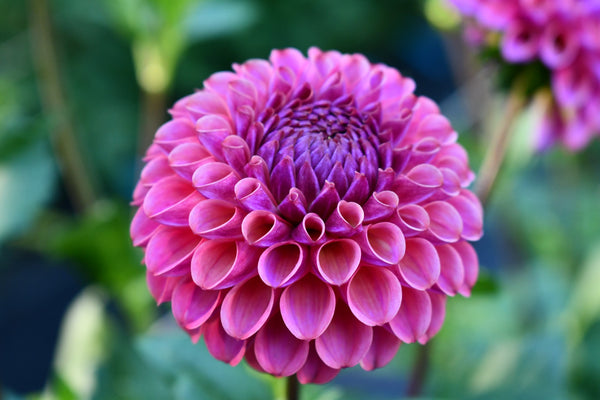 Caitlin's Joy – Sly Hill Flowers