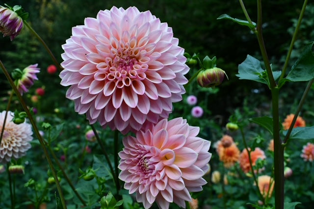 Coralie – Sly Hill Flowers