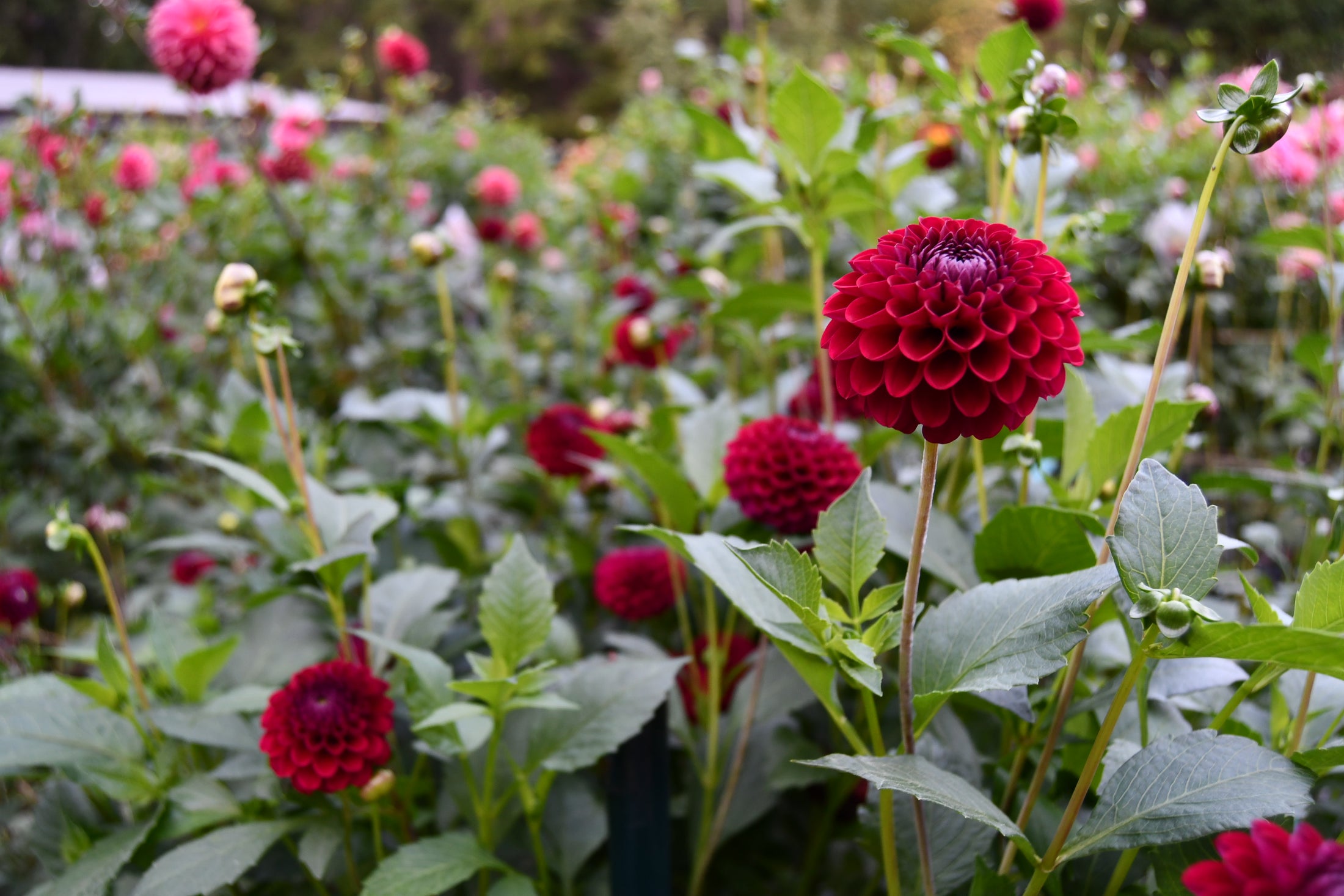 Barbarry Gem – Sly Hill Flowers