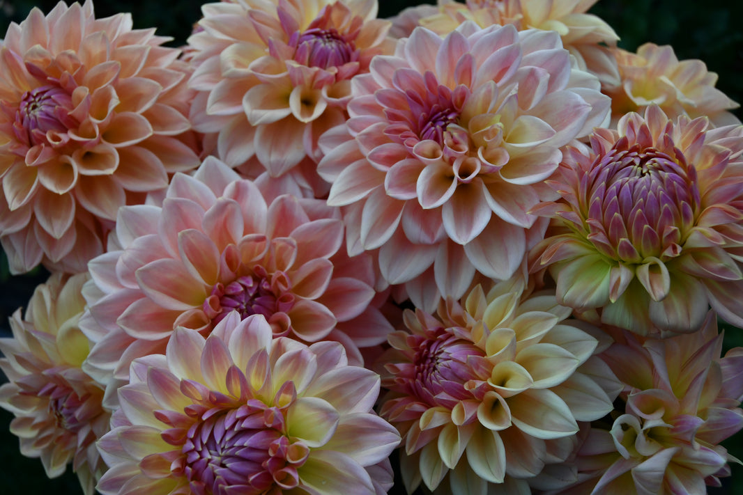 Yellow – Sly Hill Flowers