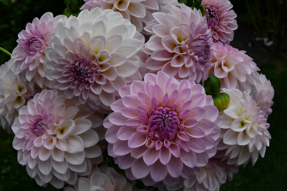 Bloomquist Tory P – Sly Hill Flowers