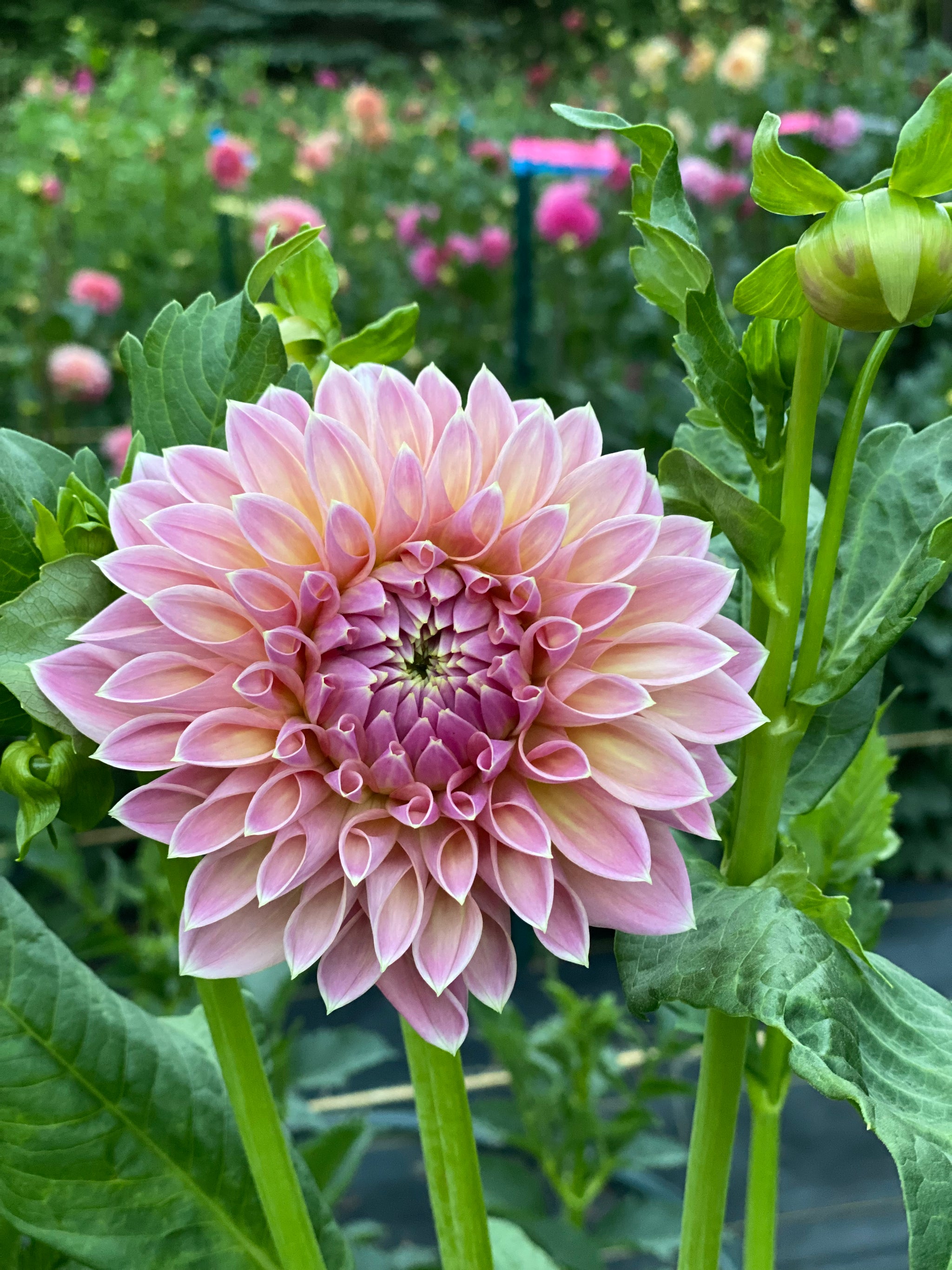 Castle Drive – Sly Hill Flowers